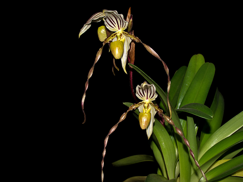 Paphiopedilum philippinense var. philippinense | Orchideenforum